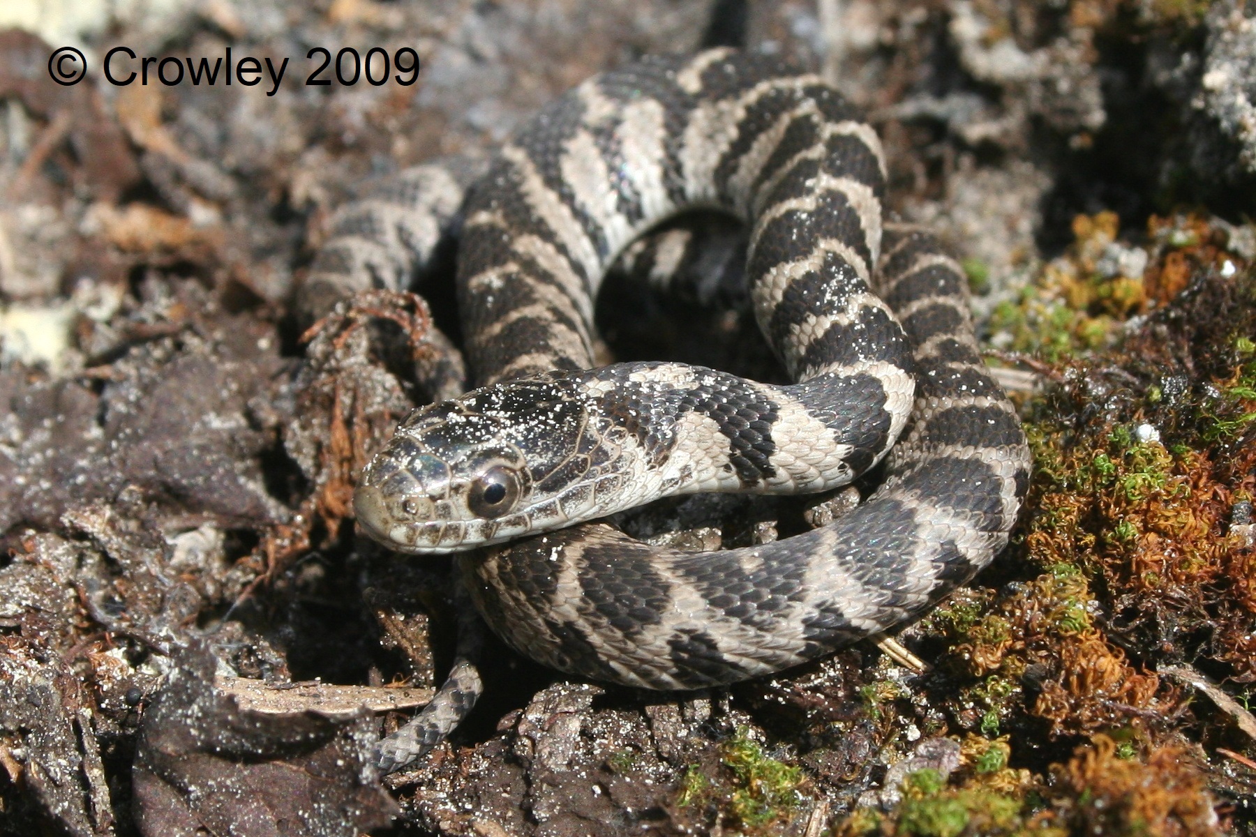 Massasauga Look-alikes – 8Trees Inc.
